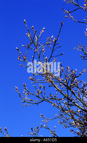 Quercus petraea buds Stock Photo - Alamy