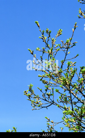 Quercus petraea buds Stock Photo - Alamy