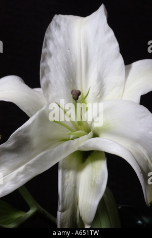 An Easter Lilly (Lilium longiflorum) against a black background Stock ...