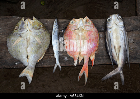 Fresh catch of red garoupa fish / grouper in the harbour of the fishing ...