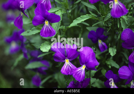Pansy violet Viola spp Stock Photo - Alamy