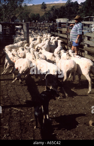 Sheep shearing station Stock Photo - Alamy