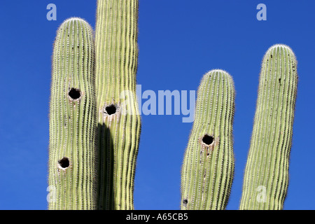 Giant Saguaro cactus and birds nest holes Stock Photo - Alamy