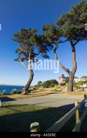 MARITIME PINE JARDIN DU PORT-RIOU GARDEN AND SEA DINARD BRITTANY FRANCE ...