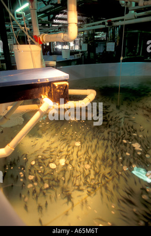 Baby White Sea Bass in hatchery tank Scripps Seaworld Research ...