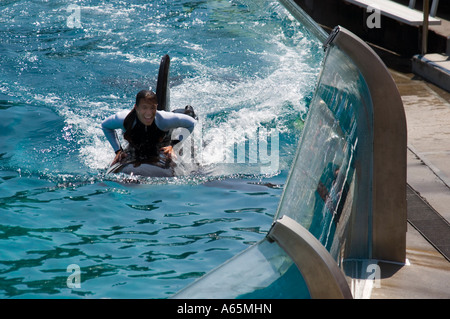 Trainer riding Killer Whale orcinus orca while performing tricks during ...