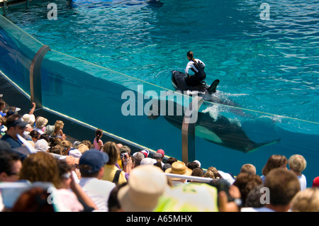 Trainer riding Killer Whale orcinus orca while performing tricks during ...
