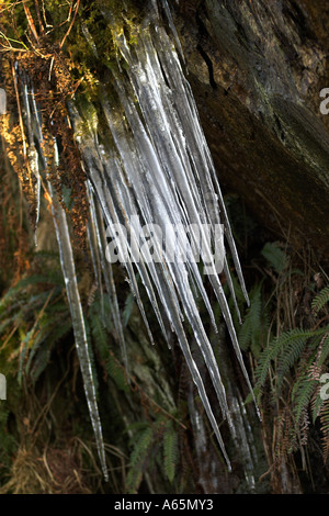 Ice cliff. Water dripping from icicles on over- hanging cliffs ...