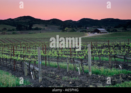 Dawn over vineyard Carneros Region Napa County California Stock Photo ...