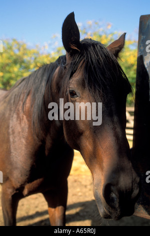 RustRidge Ranch and Winery Lower Chiles Valley Road Chiles Valley Napa ...