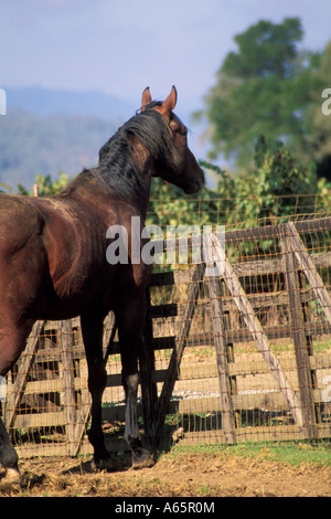 Horse RustRidge Ranch and Winery Lower Chiles Valley Road Chiles Valley ...