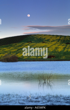 Spring moonrise over mustard pond vineyard in the lower Carneros Region ...