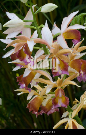 Natural flower close up of Phaius tankervilleae, greater swamp-orchid ...