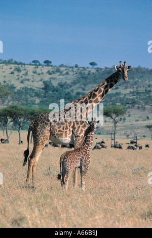 Female Masai Giraffe Standing In The Savanna Masai Mara Game Reserve