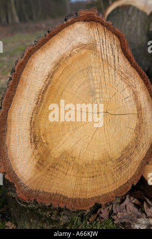 Ash tree trunk cross section, detailed macro texture Stock Photo ...