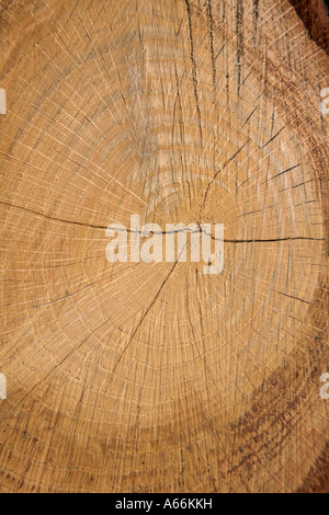 Cross section of Ash tree Stock Photo: 149333119 - Alamy
