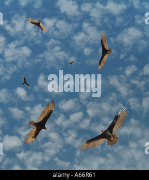Buzzard circling in the sky looking for food Stock Photo - Alamy
