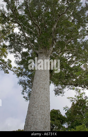 Large kauri or dammar trees Agathis australis on roadside Waipoua Kauri ...