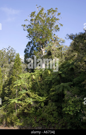 Native bush and stream near Kaikohe Northland New Zealand Stock Photo ...