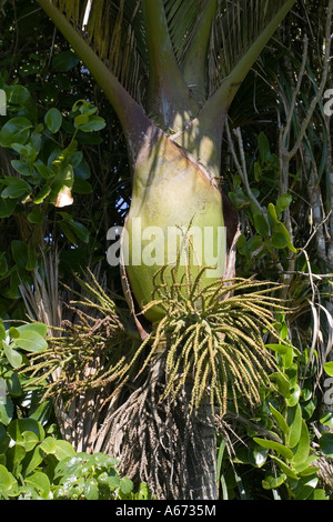 Nikau palms Palmae sapida Punakaiki South Island New Zealand Stock ...