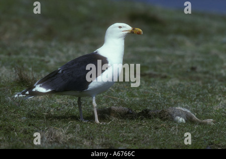 greater black-backed gull (Larus marinus), subadult bird in flight ...