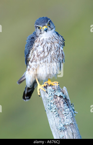 Adult male breeding Merlin perched on post Stock Photo - Alamy