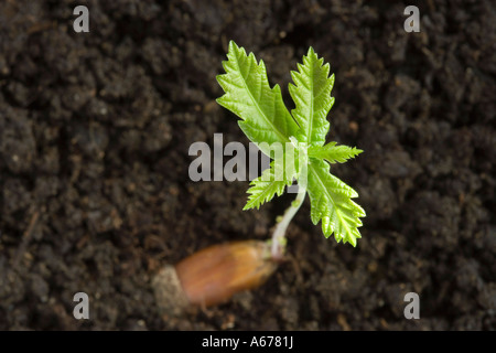 Oak germinating from acorn Stock Photo - Alamy