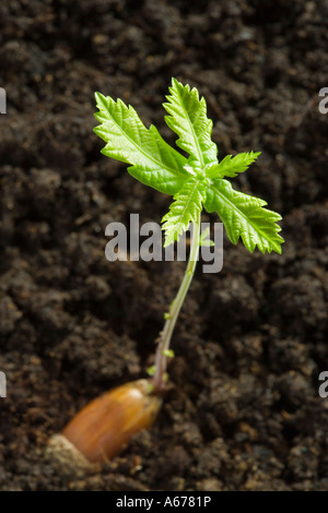 Oak germinating from acorn Stock Photo - Alamy