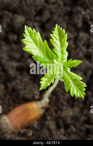 Oak germinating from acorn Stock Photo - Alamy