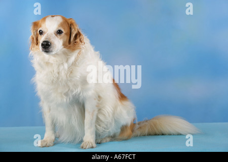 fat half breed dog - cut out Stock Photo - Alamy