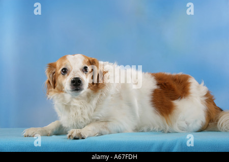fat half breed dog - cut out Stock Photo - Alamy