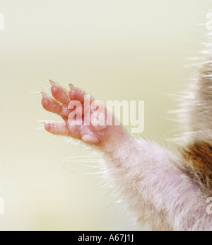 golden hamster - paw / Mesocricetus auratus Stock Photo - Alamy
