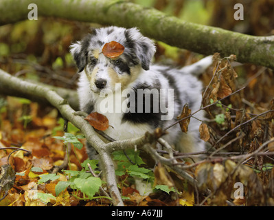 Cute Australian Shepherd dog in summer hat with suitcase on blue ...