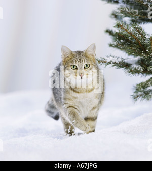 domestic cat - walking in snow Stock Photo - Alamy