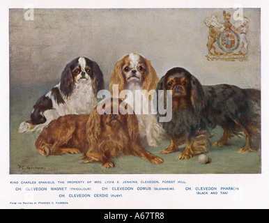 FOUR TYPES OF KC SPANIEL Stock Photo - Alamy