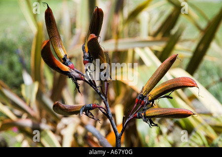 Seed pods of the New Zealand Flax plant or Flax lily Stock Photo ...