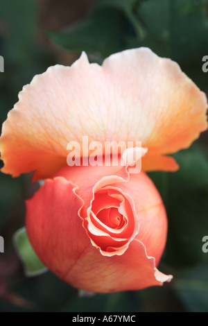 Vertical macro of a lush peach-pink peony bloom with layered petals and ...