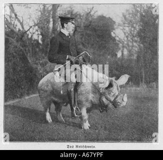 MAN RIDING PIG 1915 Stock Photo - Alamy