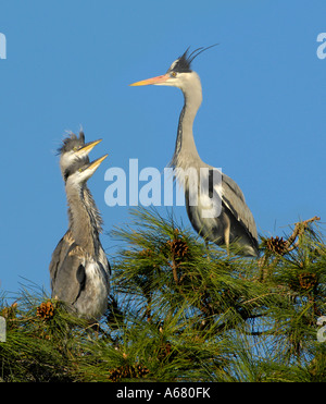 A vertical shot of a gray heron (Ardea cinerea) near a water Stock ...