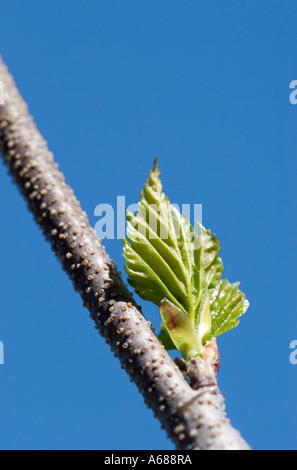 Budding leaves of Silver Birch Stock Photo: 48132793 - Alamy