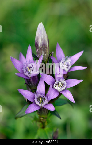 Felwort (Gentianella campestris ssp campestris), flowering Stock Photo ...