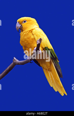 A blue and yellow parakeet is perched on a branch. The bird has a ...