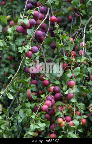 American plum (Prunus americana Stock Photo - Alamy