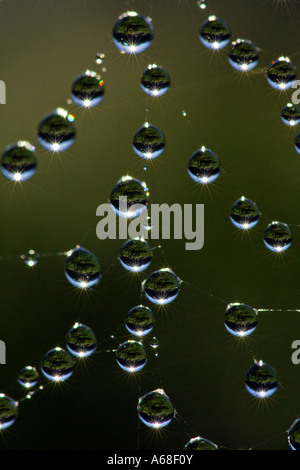 Indian summer, spider web with water drops Stock Photo - Alamy