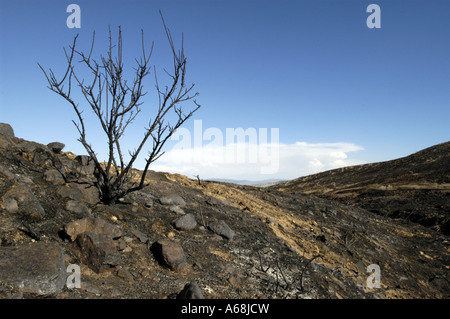 Wildfire burn area near Reno NV Stock Photo - Alamy