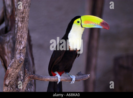 Toco Toucan resting on a branch isolated on a white background Stock ...