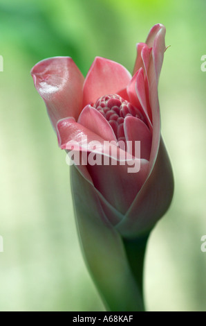 the bud of torch ginger with pink petals in the garden Stock Photo - Alamy