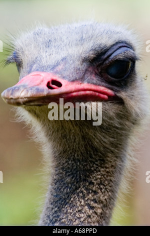 Head shot of an Emu looking straight into the camera Stock Photo - Alamy