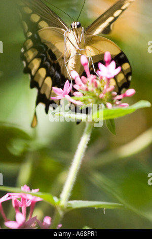 Vertical shot of a beautiful butterfly with brown and white wings on a ...