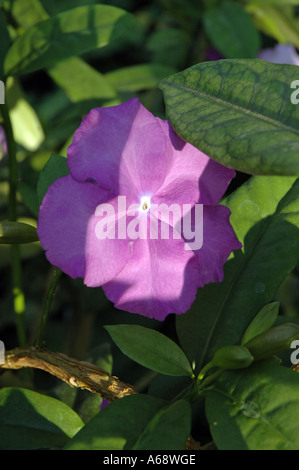 Brunfelsia pauciflora var calycina Yesterday Today and Tomorrow flower ...